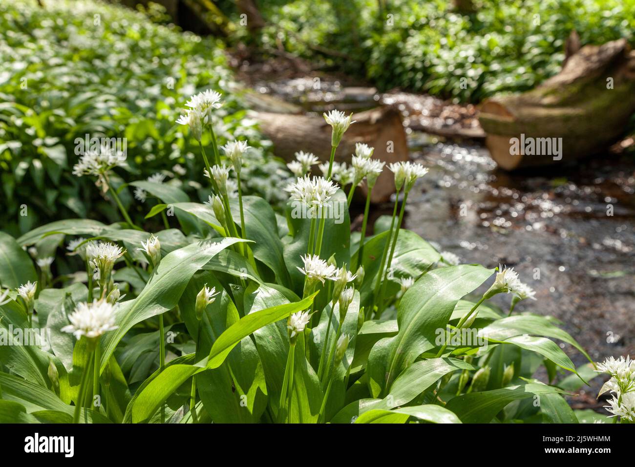 Scottish woodland flowers hi-res stock photography and images - Alamy