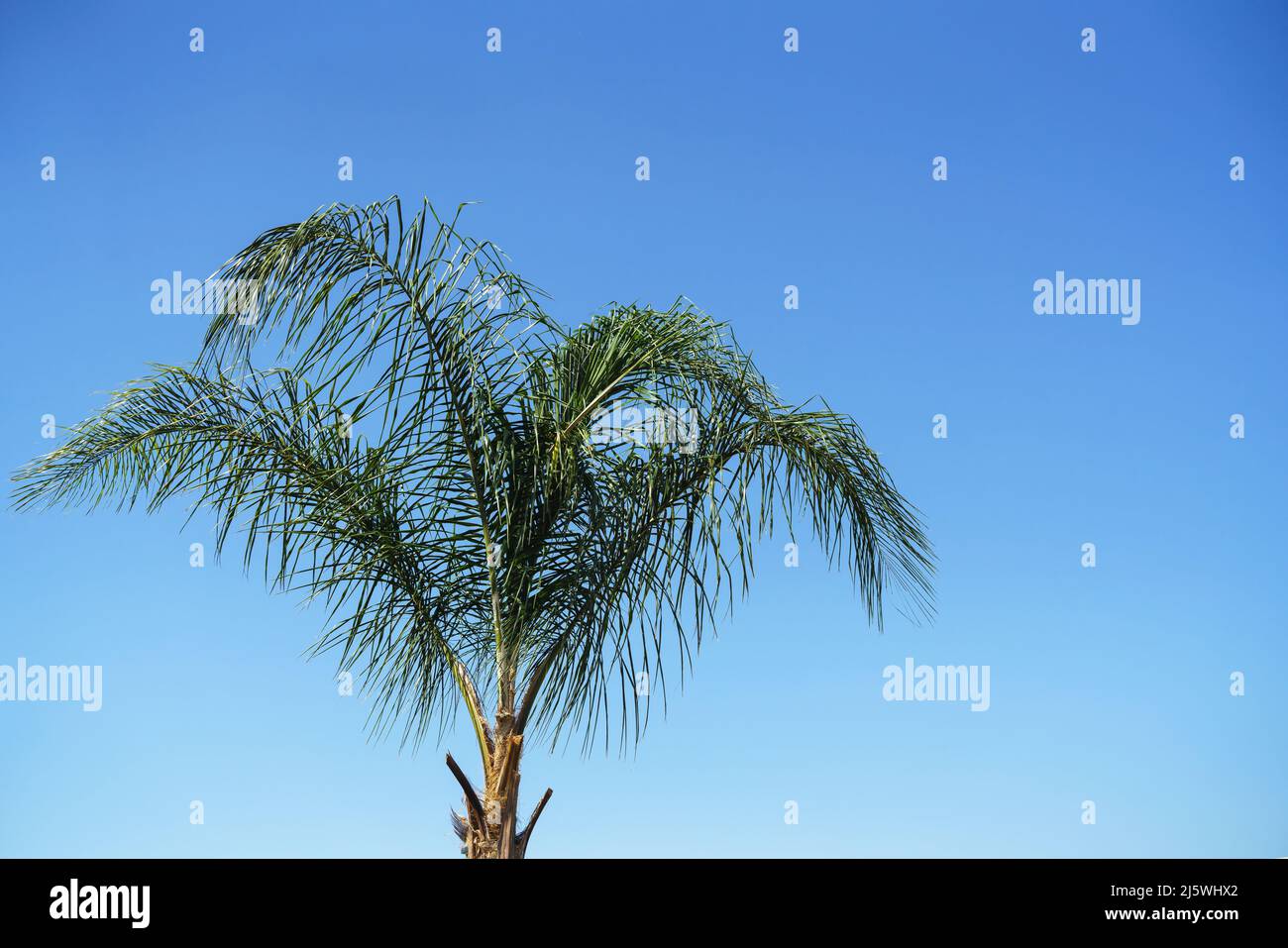 Upward view of a palm tree against the blue sky Stock Photo - Alamy