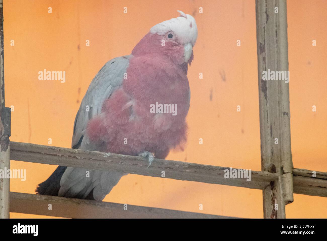 The galah (Eolophus roseicapilla), also known as the pink and grey ...
