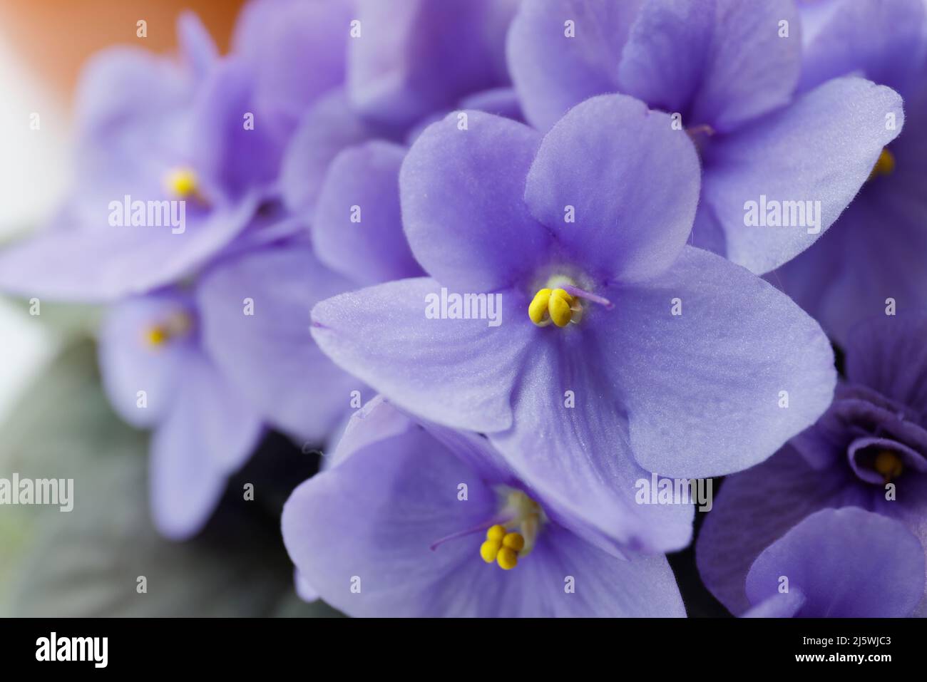 Blooming violets in a pot close-up Stock Photo - Alamy