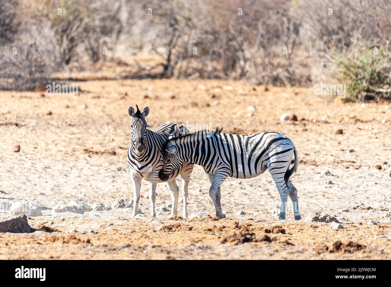 Two Burchell's Plains zebra -Equus quagga burchelli- walking on the ...