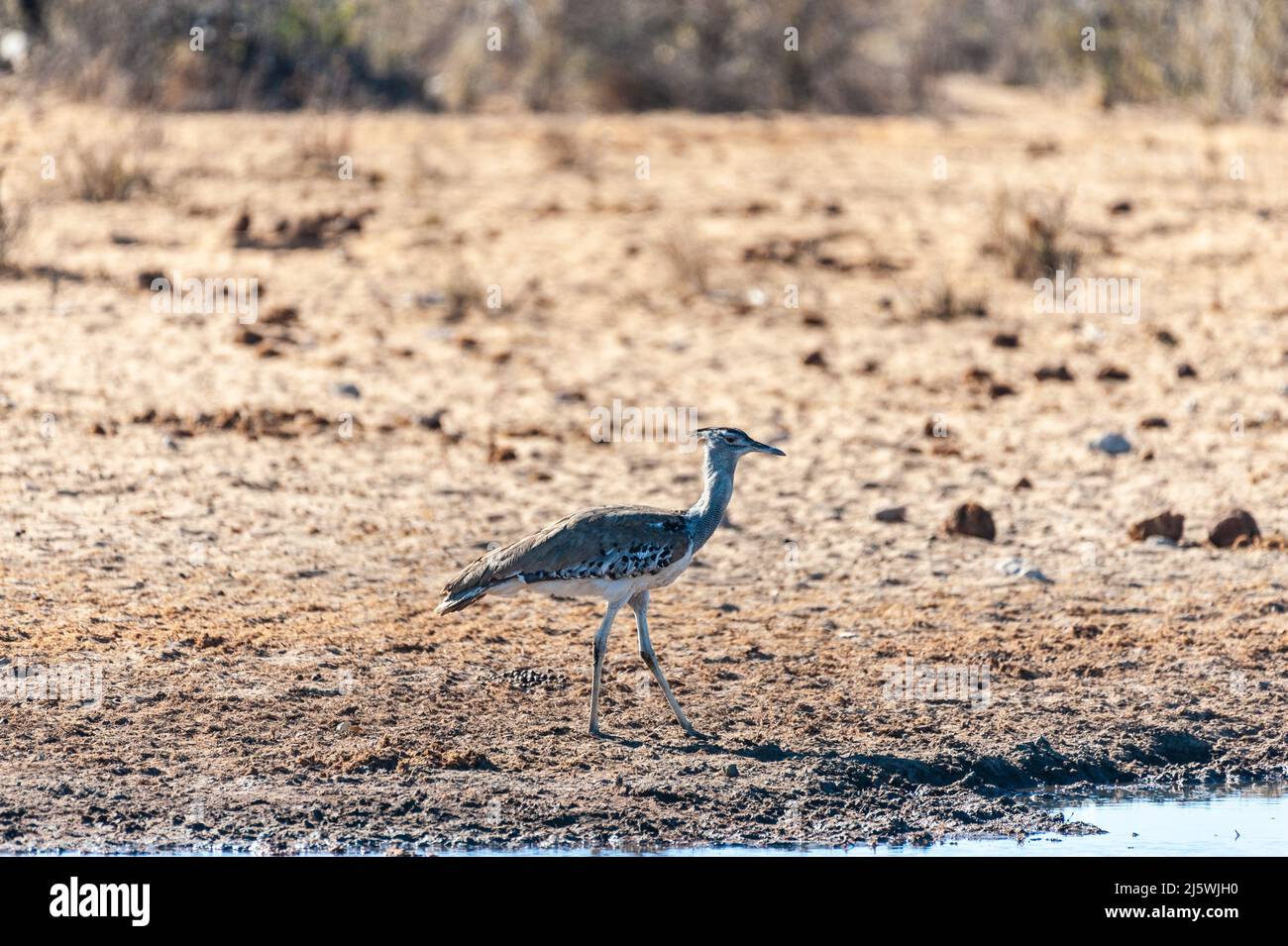 The Kori Bustard -Ardeotis kori- is considered to be the largest flying ...