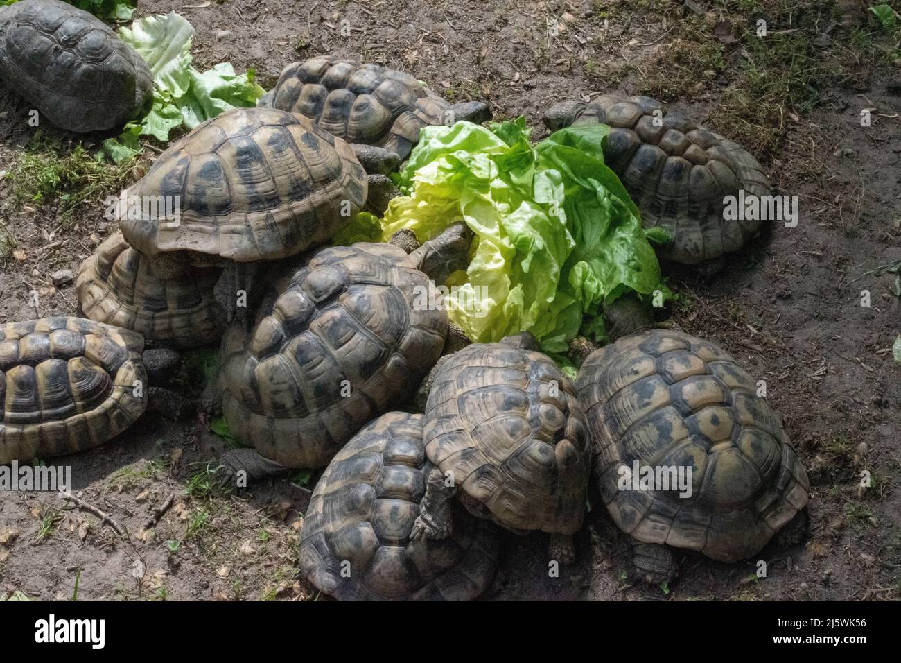 The Greek tortoise (Testudo graeca), also known commonly as the spur ...