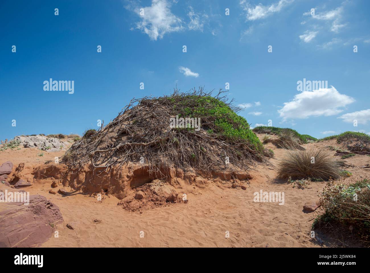 Psammophile plant communities in the municipality Es Mercadal, Menorca ...