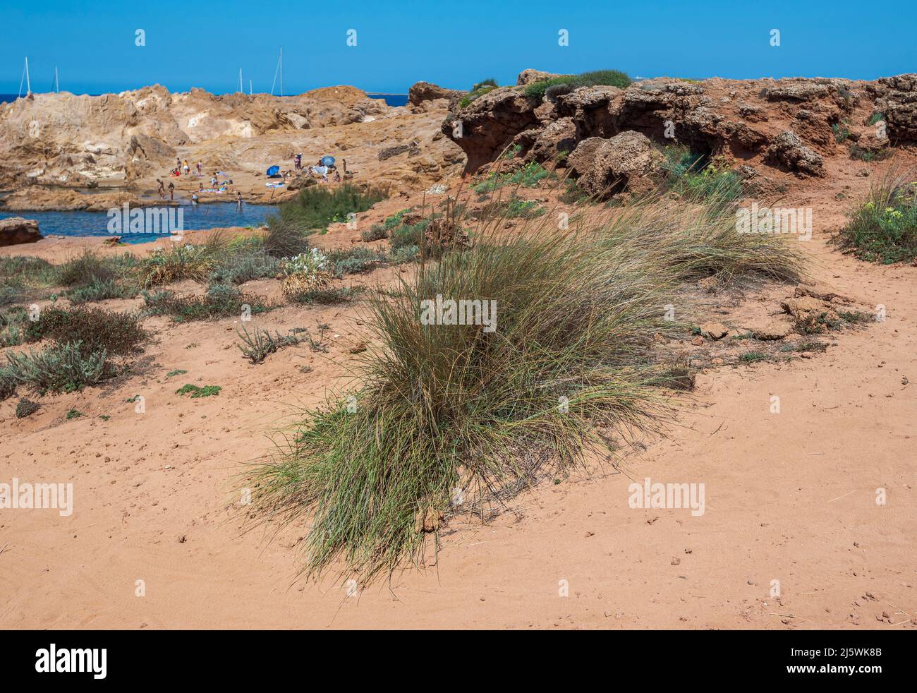 Psammophil hi-res stock photography and images - Alamy