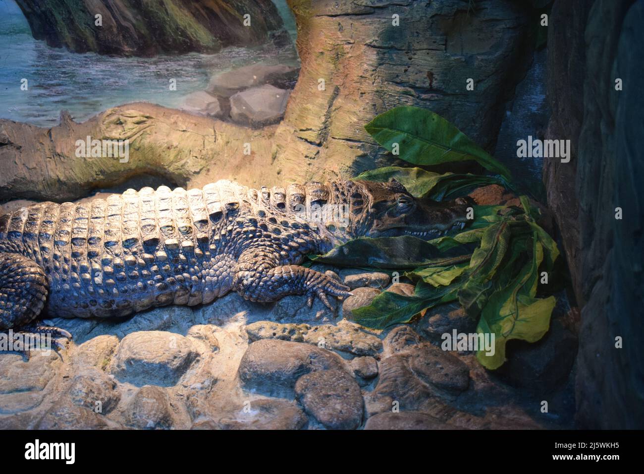 Spectacled Caiman - Caiman crocodile lying on river bank. Big reptile ...