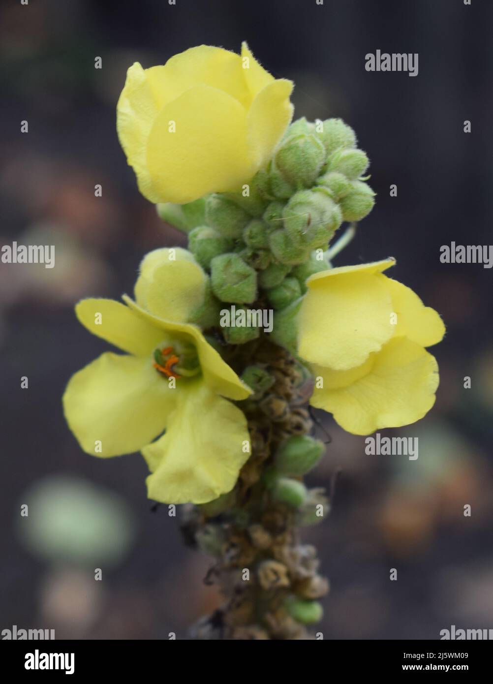 Yellow snapdragon flowers, soft focus. Background of Bright yellow ...