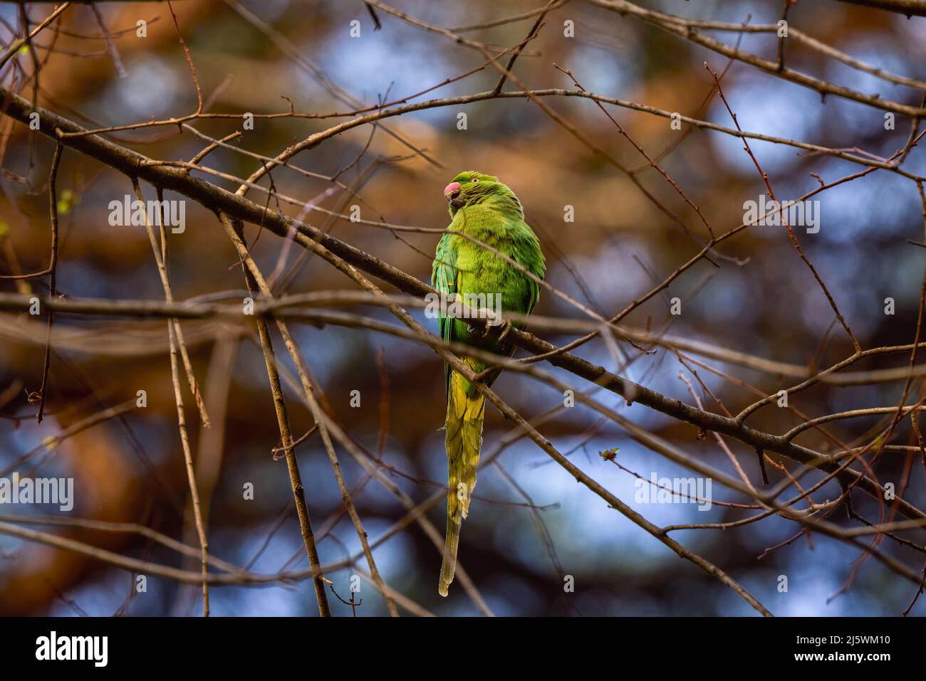 Rome Italy. Parrots struggle to build their nest on tree branches to ...
