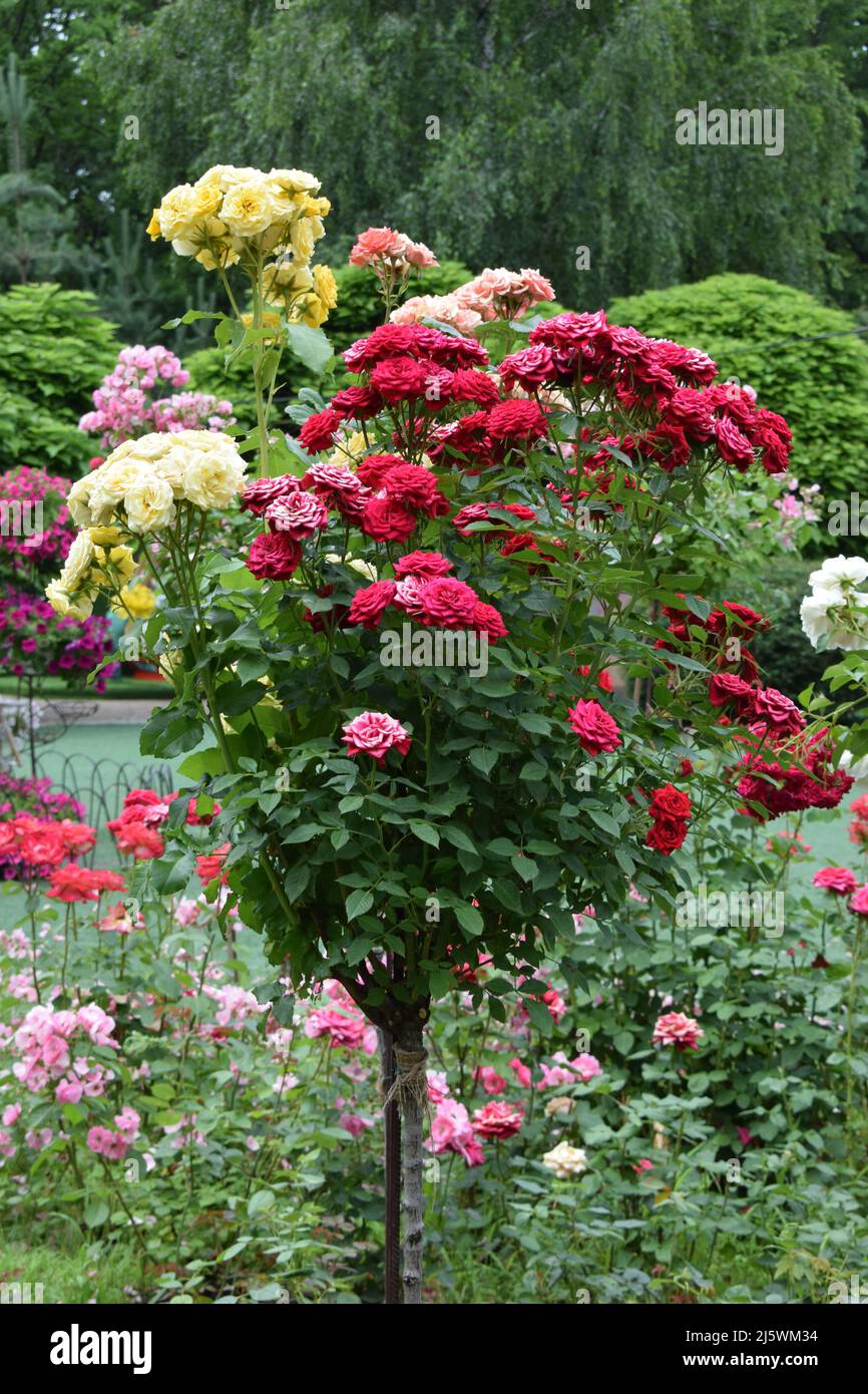 Beautiful roses grow in the garden. Weaving roses. A lot of green ...