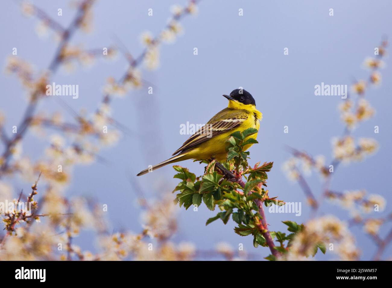 Bird - Yellow Wagtail (Motacilla flava) male, spring time Stock Photo ...