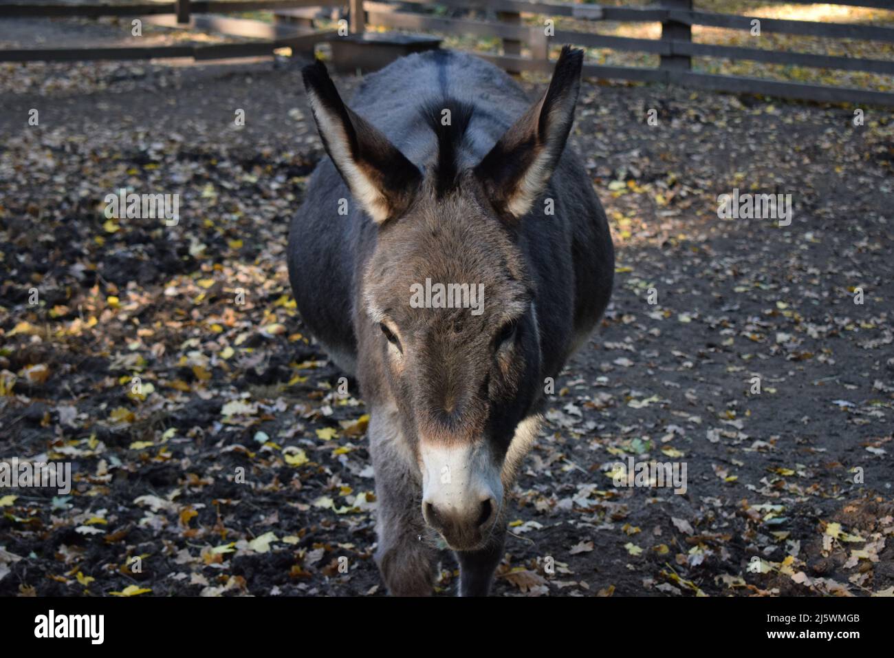 Curious Donkeys on a farm. Donkey pose for the camera Stock Photo - Alamy