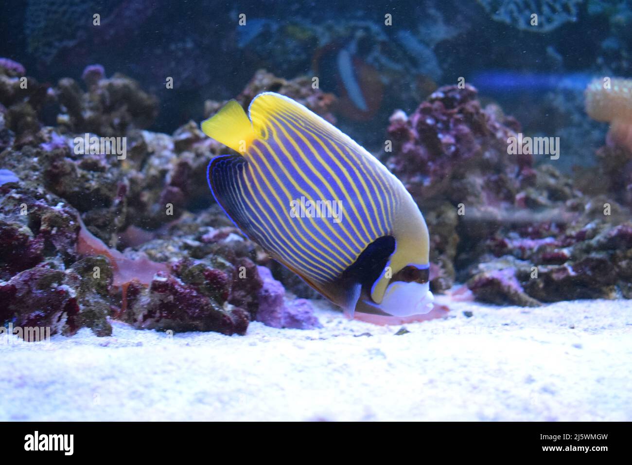 Tropical Fish-angel. Emperor angelfish (Pomacanthus imperator) in reef ...