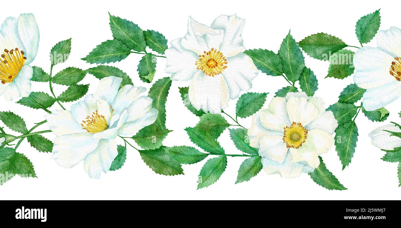 Watercolor hand drawn seamless horizontal border with white wild rose ...