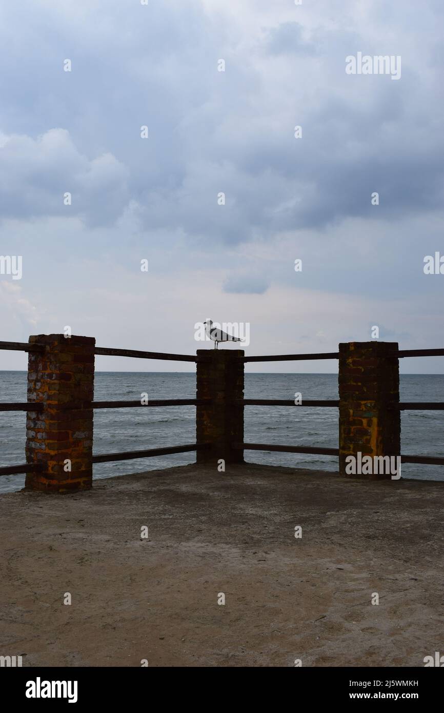 One seagull sits on a old sea pier. The European herring gull, Seagull ...