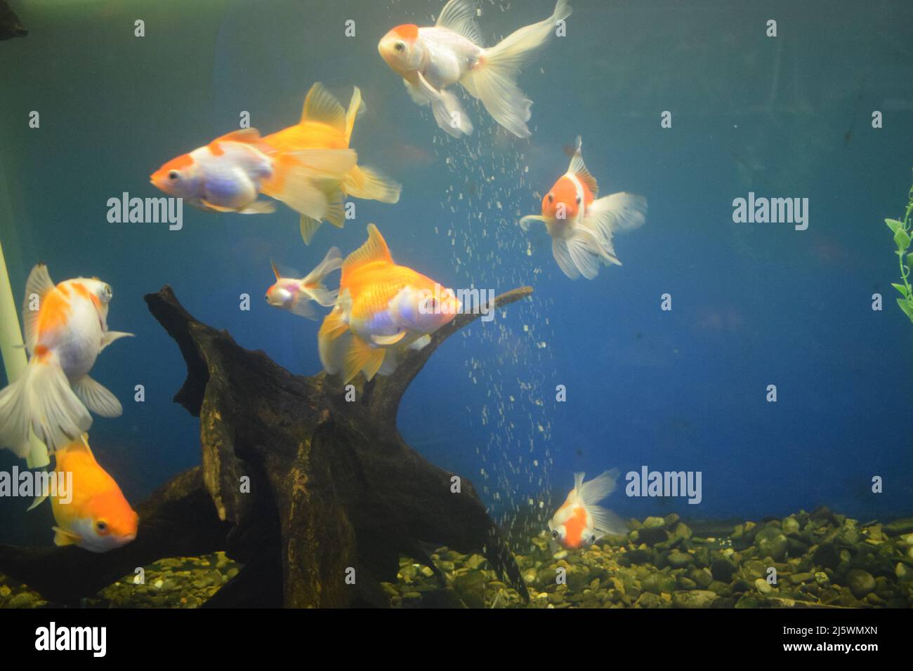 The goldfish on Chinese a sign brings a prosperity and good luck ...