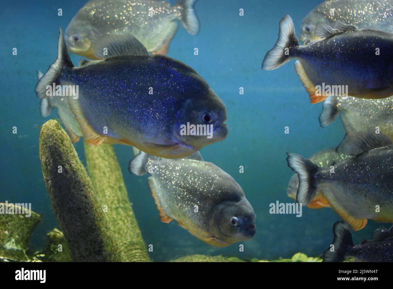 Group of red-bellied piranhas are swimming in fish tank. Red piranha ...