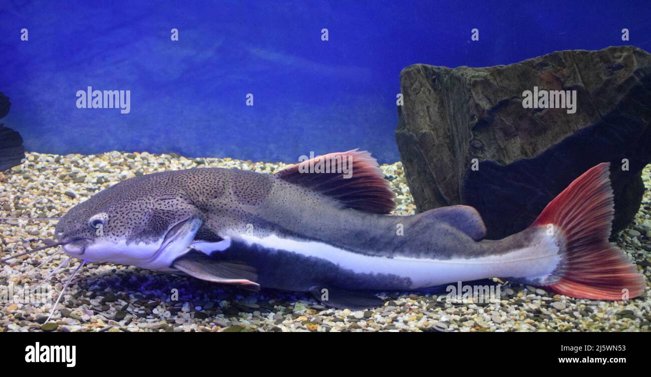 Redtail catfish (Phractocephalus hemioliopterus). Wild life animal ...