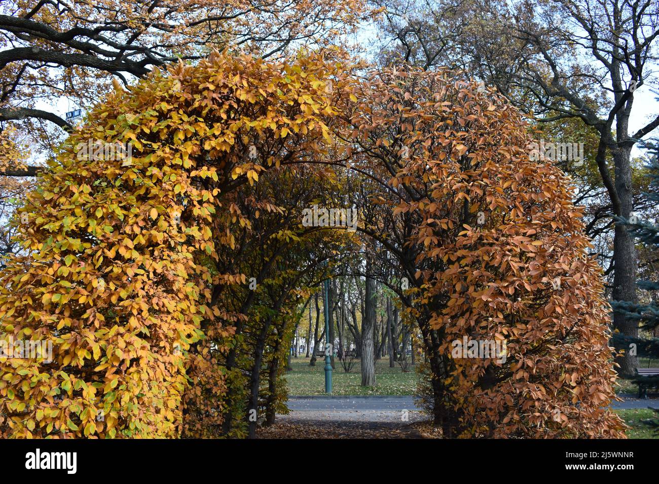 Alley with yellow red covered pergola. Autumn red leaves background ...