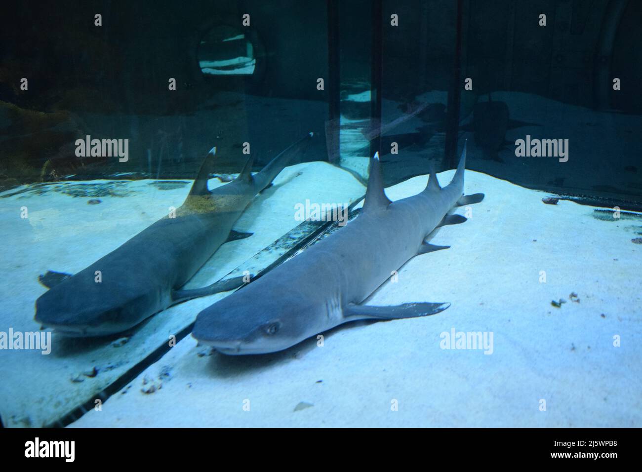 The reef shark (Triaenodon obesus) is the only species of reef sharks ...