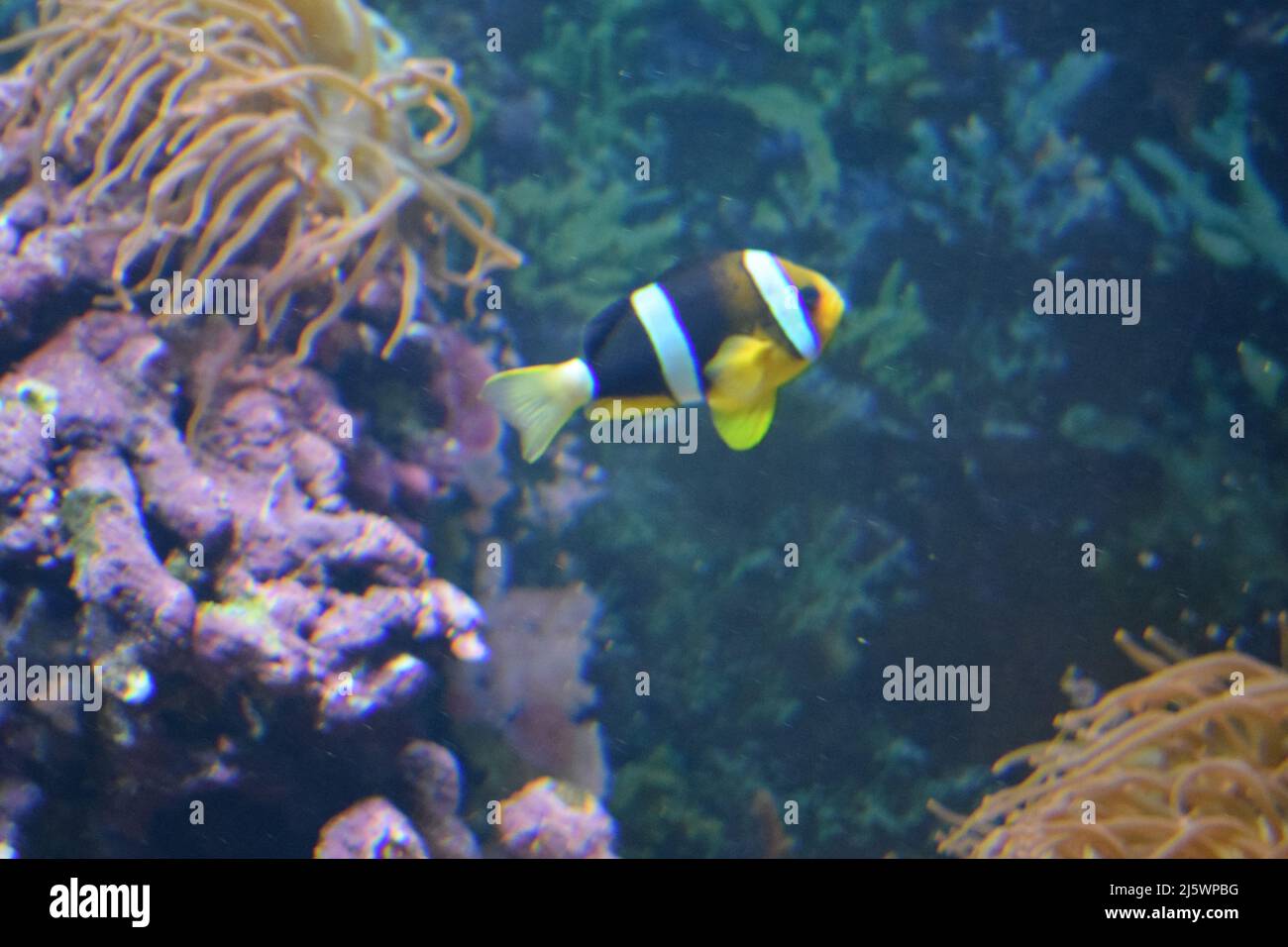 Amphiprion sebae. Clownfish or anemonefish are fishes from the ...