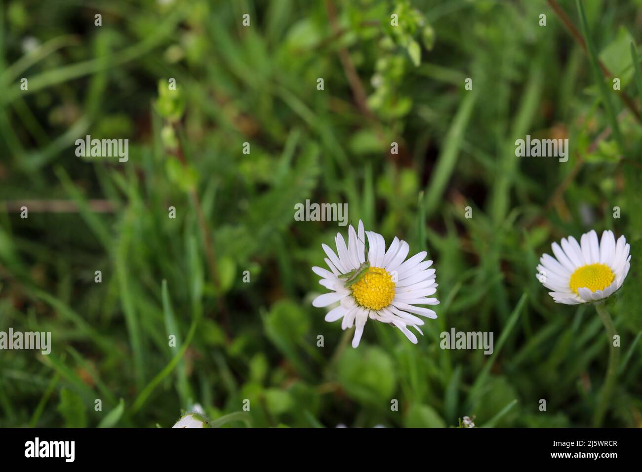 Two beautiful daisy flowers hi-res stock photography and images - Alamy