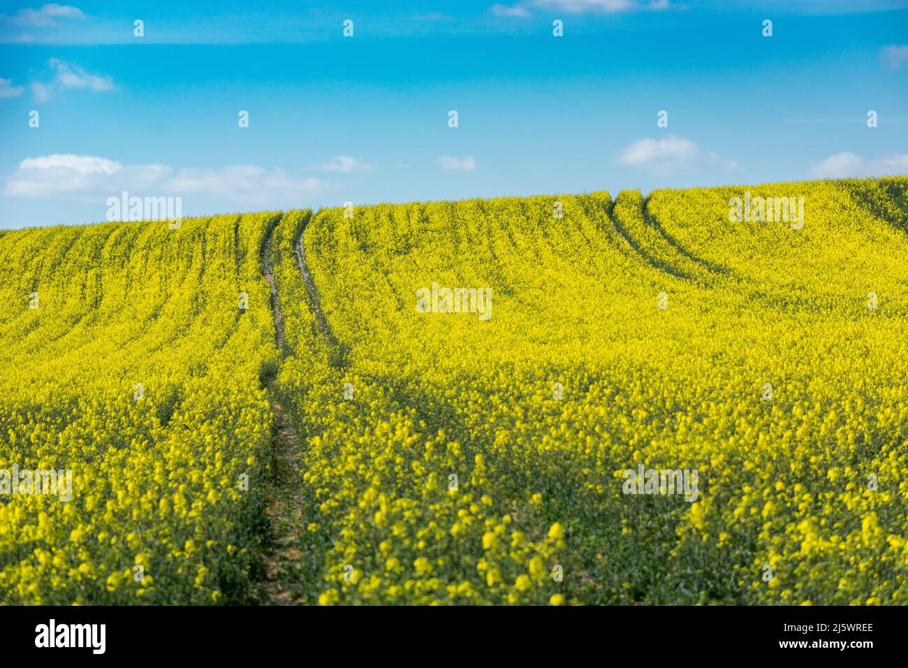 The path in yellow rape and blue sky, spring rural view, the crooked ...