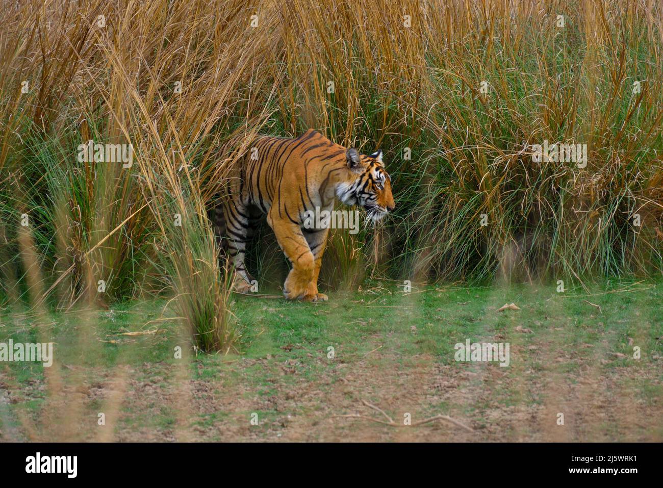 Bengal Tiger at Ranthambhore National Park in Rajasthan, India stock ...