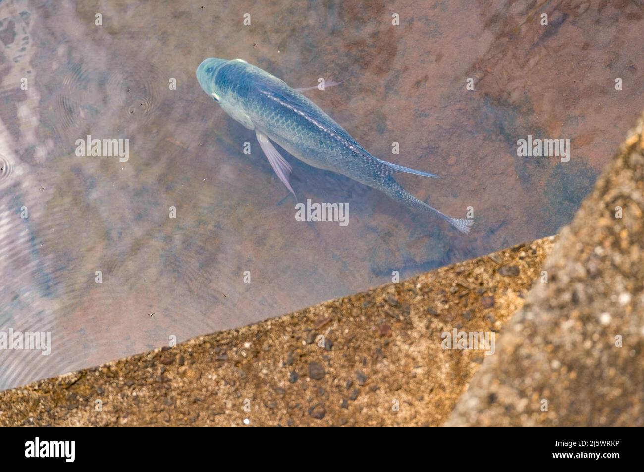 River fish near the stones Stock Photo - Alamy