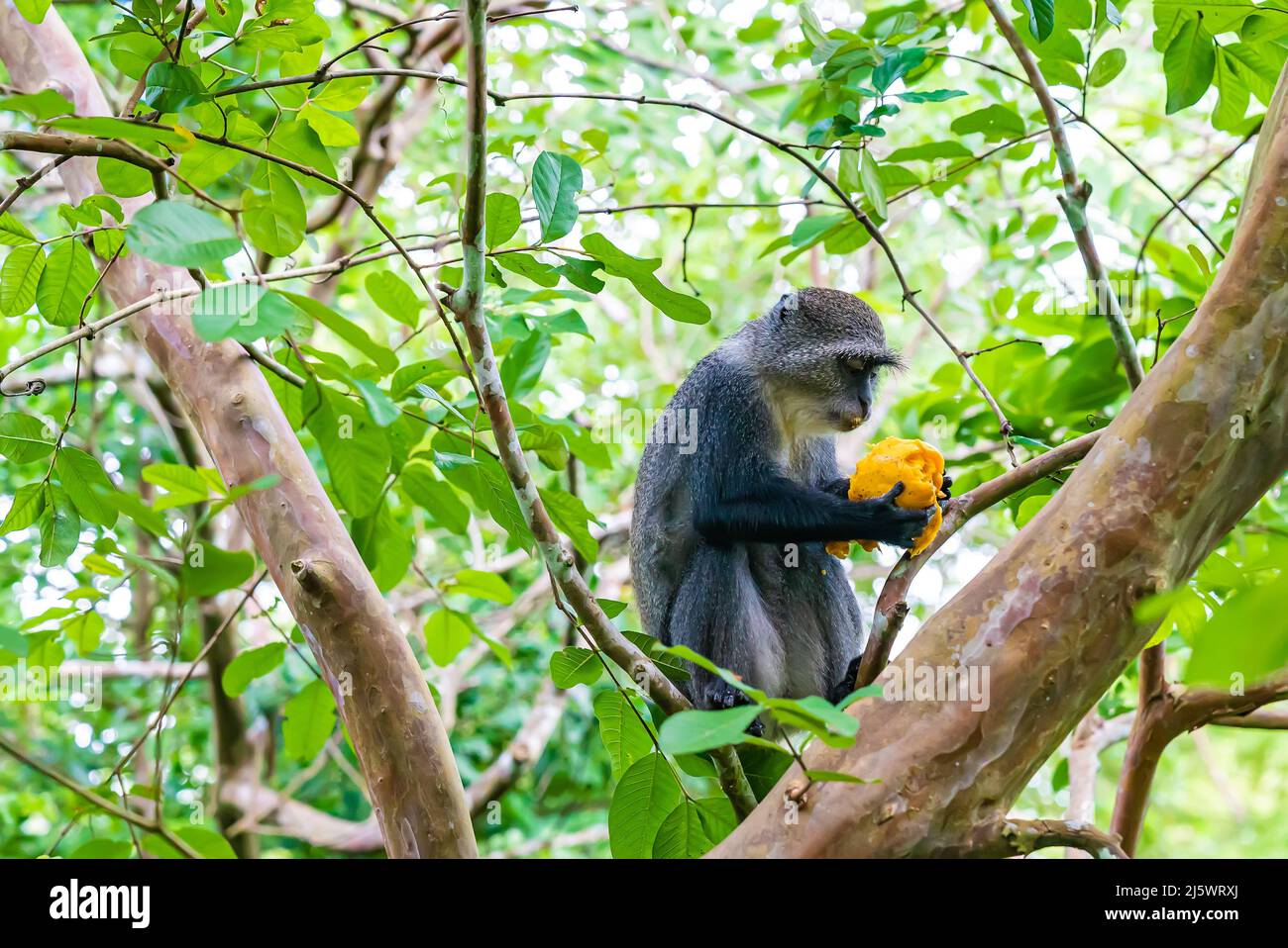 Monkey sitting on a branch eating a mango in forest. Zanzibar, Tanzania ...