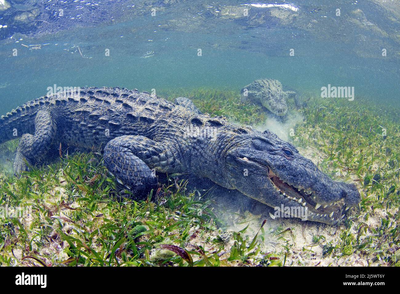 American crocodile (Crocodylus acutus), Banco Chinchorro, Quintana Roo ...