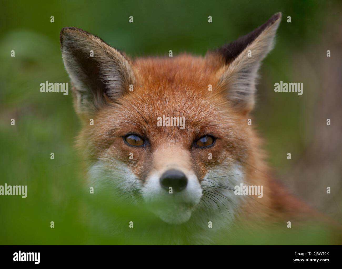 Red Fox (Vulpes vulpes) Hiding Stock Photo - Alamy