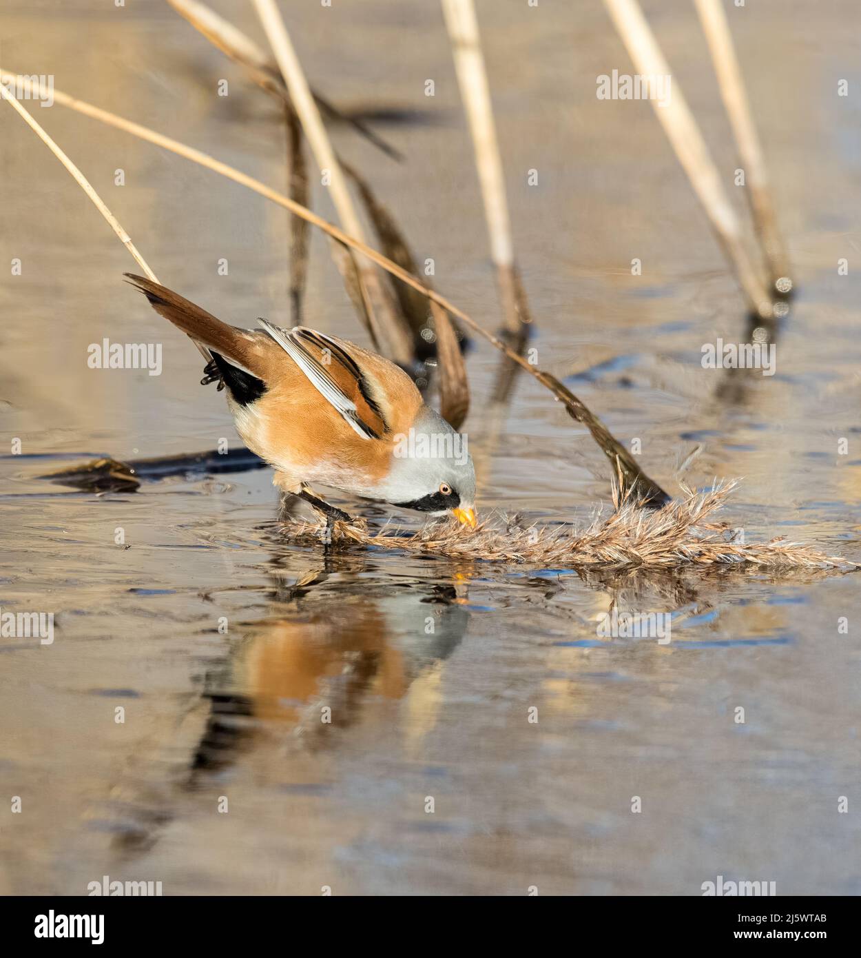 Male Bearded-Tit (Panurus biarmicus) Feeding over water Stock Photo - Alamy