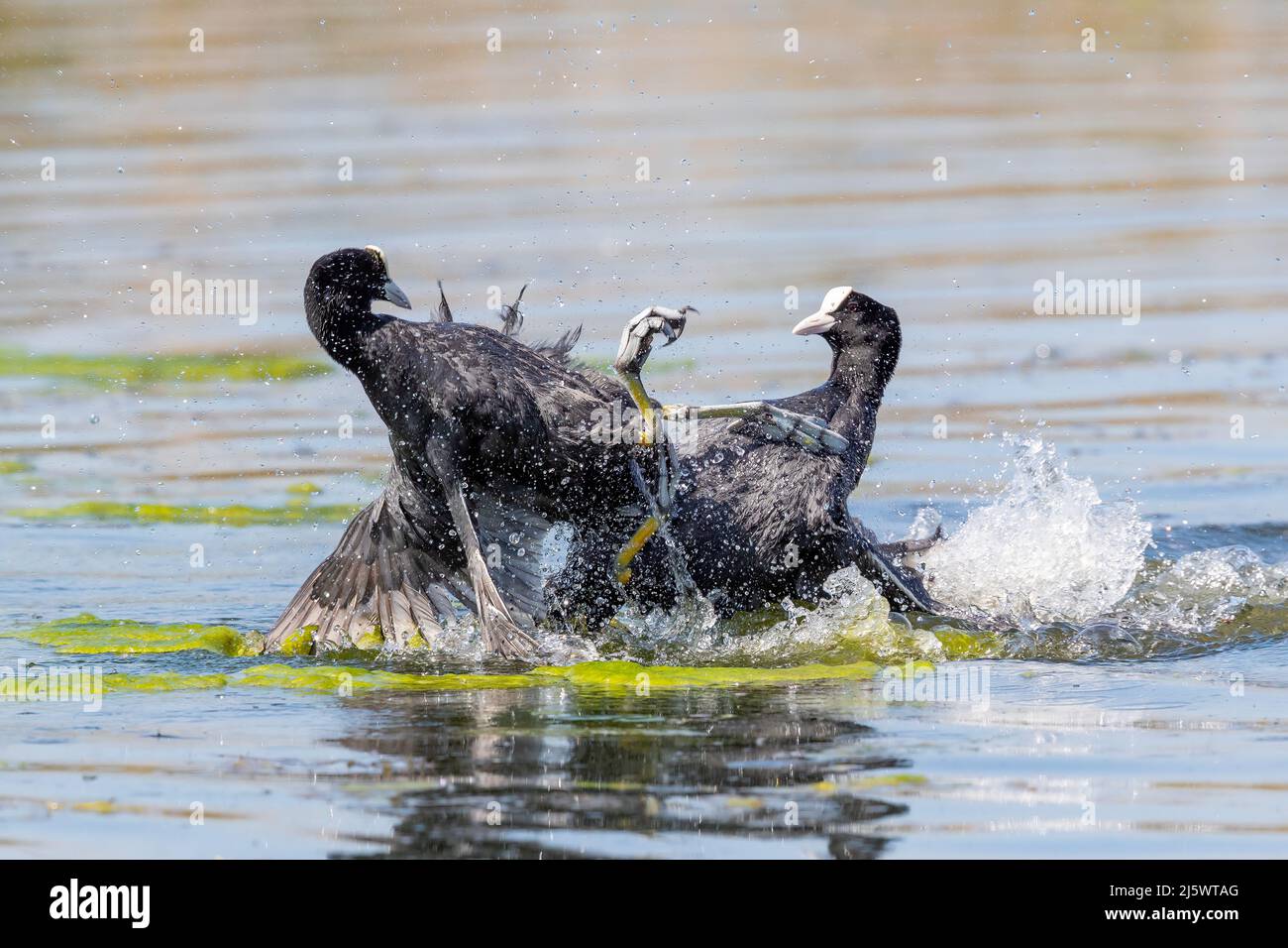 Male Coots (Fulica atra) fighting over territory Stock Photo - Alamy