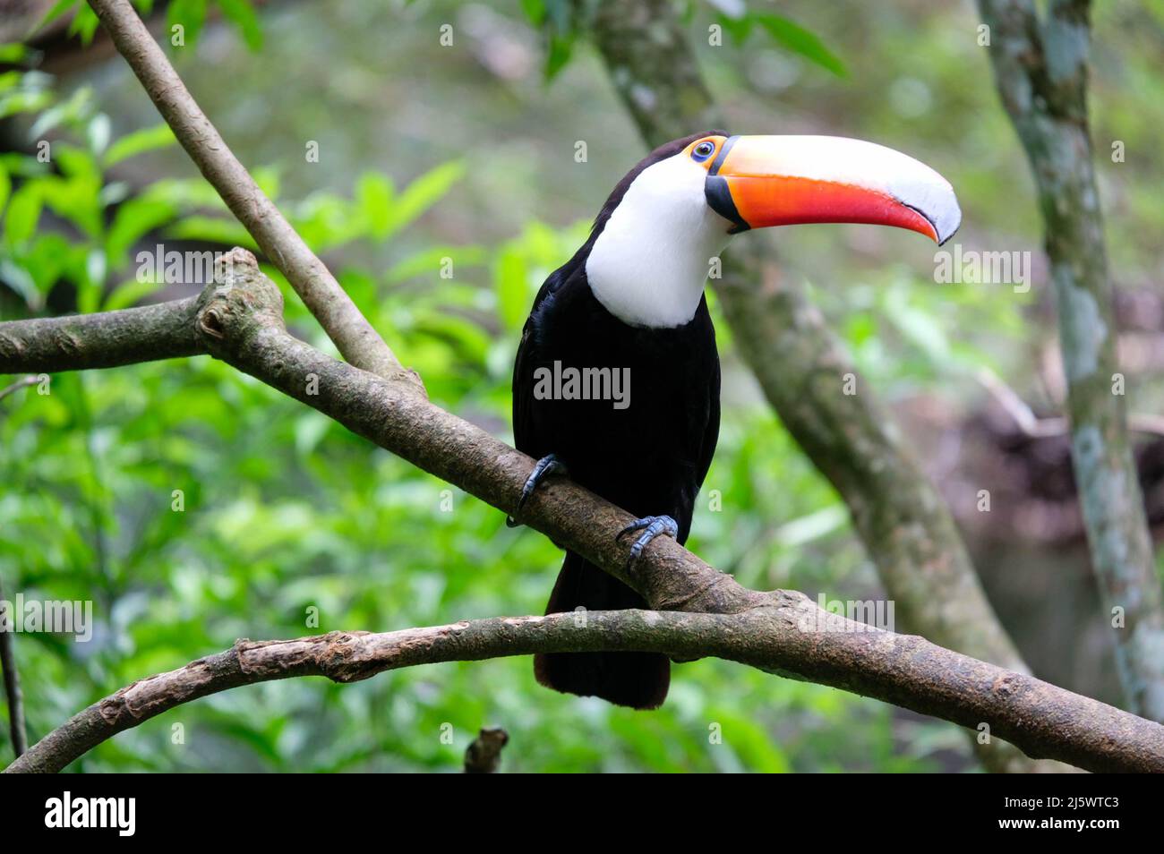 Toucan sitting in a branch hi-res stock photography and images - Alamy