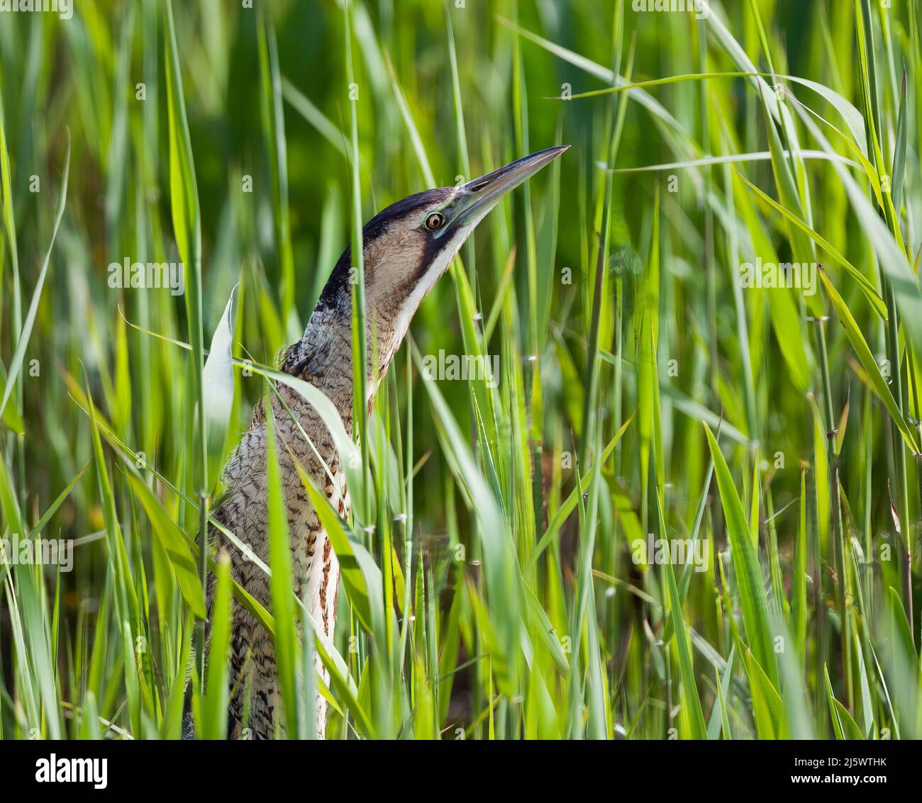Eurasian bittern botaurus stellaris in hi-res stock photography and ...