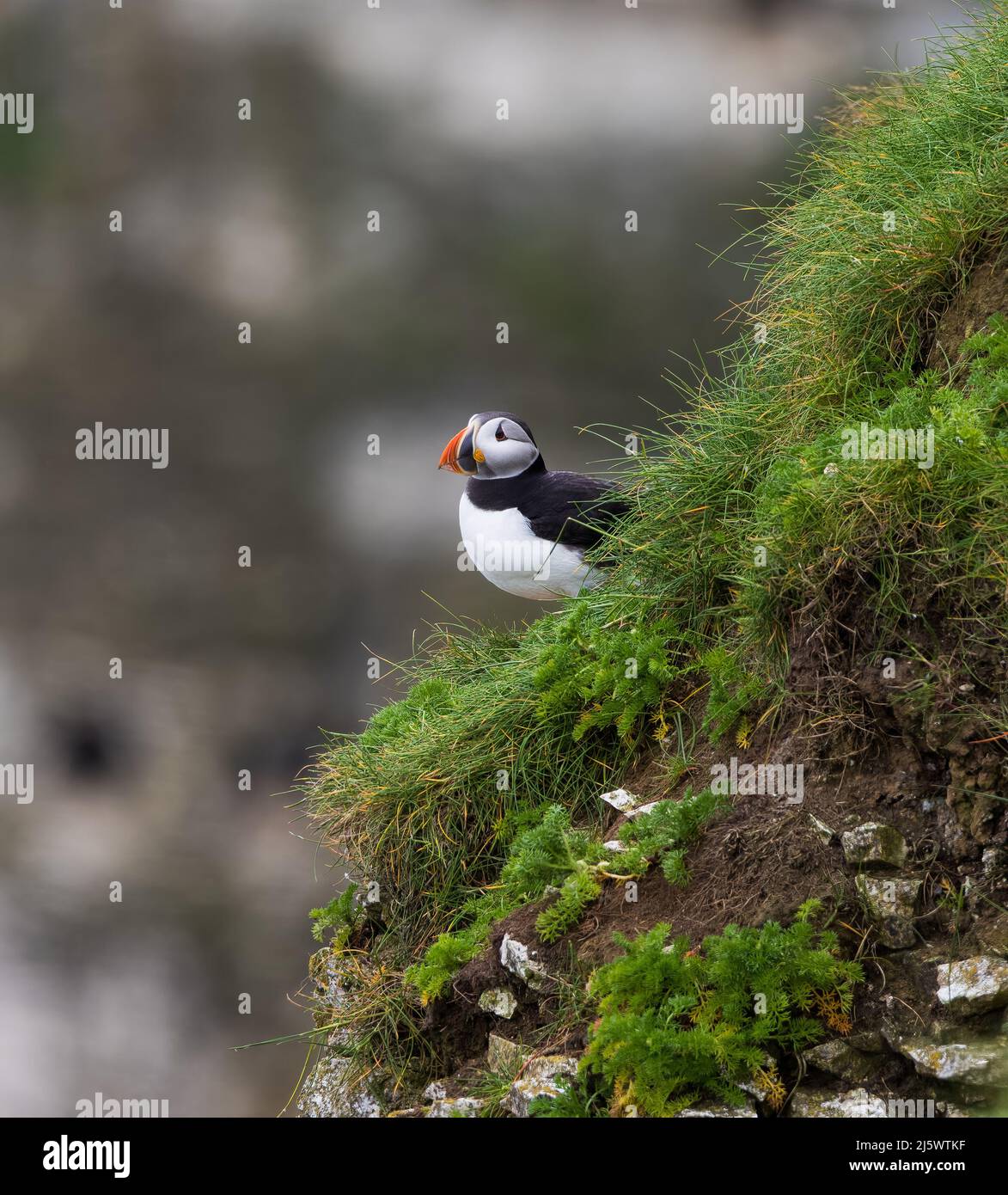 Puffin on clifftop hi-res stock photography and images - Alamy