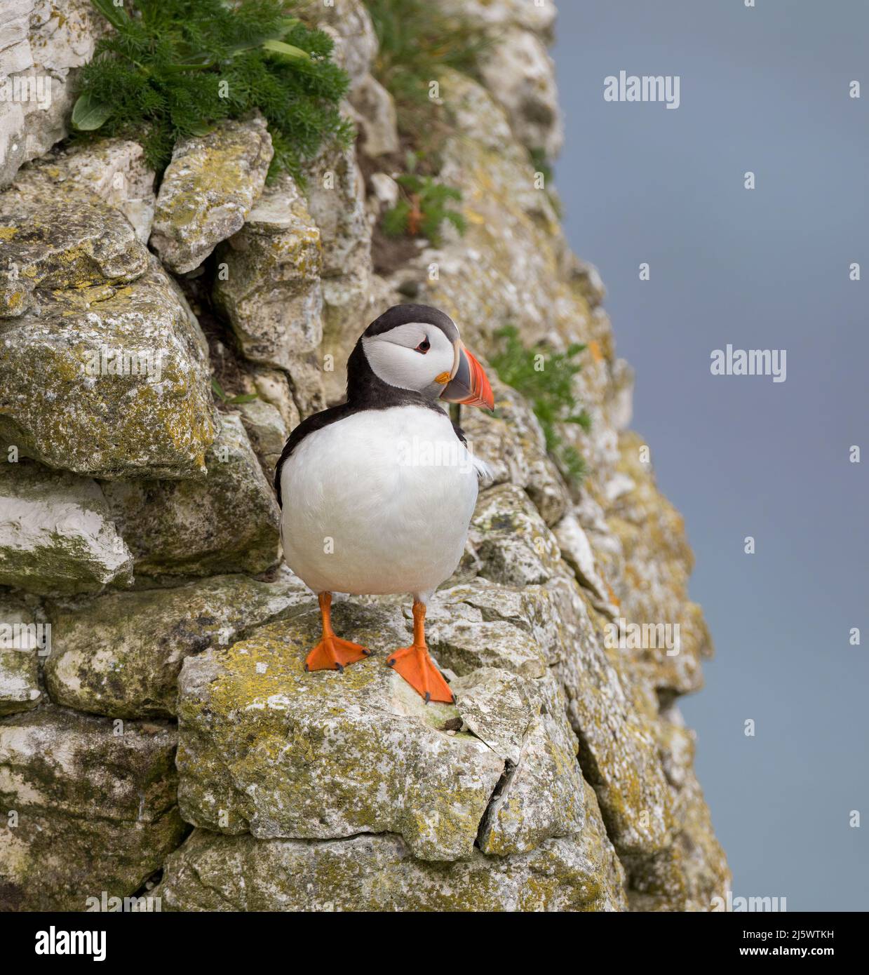 Puffin on clifftop hi-res stock photography and images - Alamy