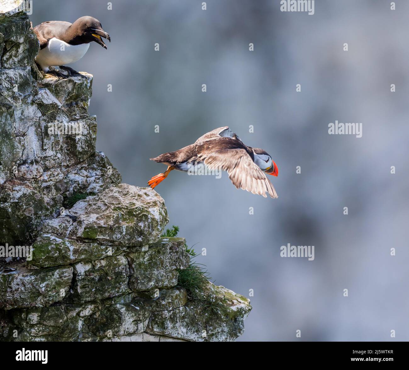Puffin jumping hi-res stock photography and images - Alamy