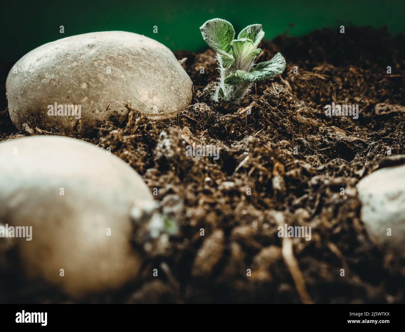 image shows how to prepare potatoes for planting; how to chitting or ...