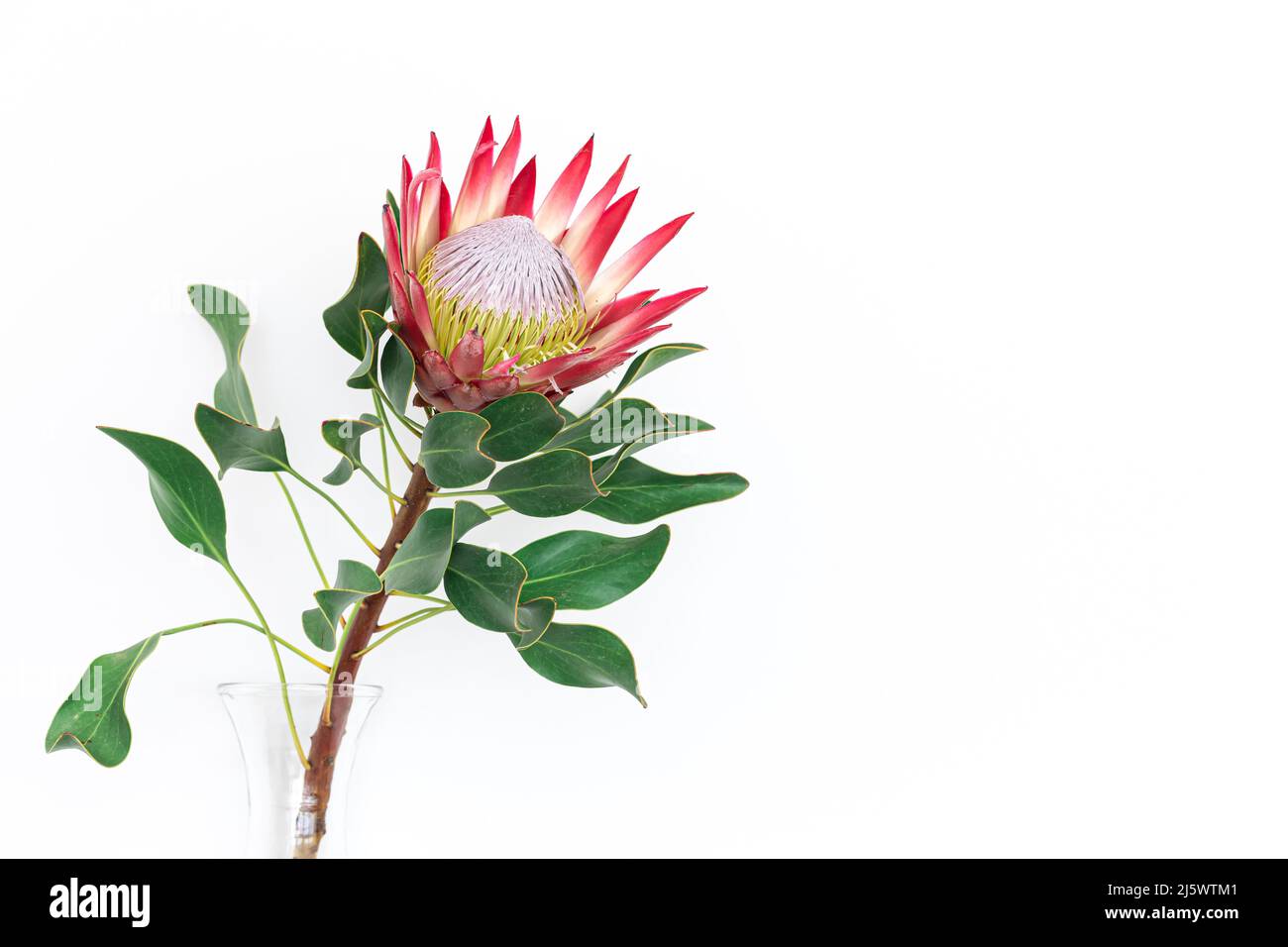 Beautiful protea flower on a white background isolated Stock Photo - Alamy