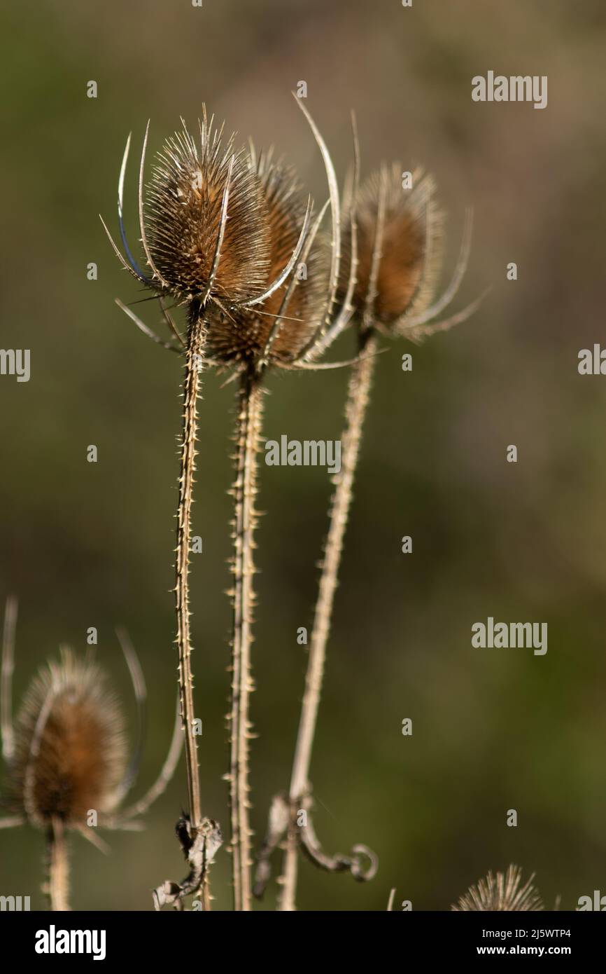 Plan de croissance hi-res stock photography and images - Alamy