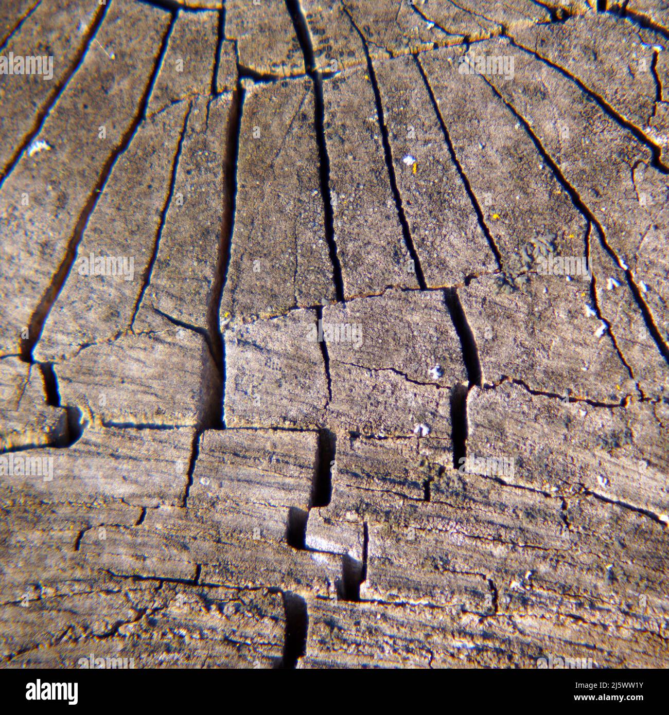 The texture of the cut of an old stump for the background and design ...
