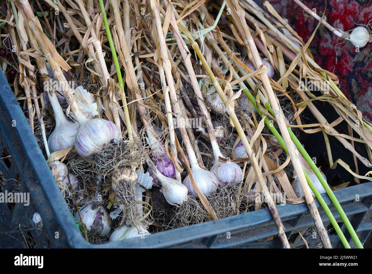 Plaited garlic bulb hi-res stock photography and images - Alamy