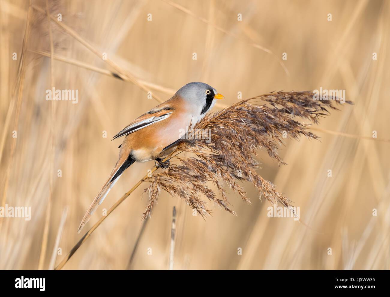 Male Bearded Tit or Reedling (Panurus biarmicus) Feeding on Seeds from ...