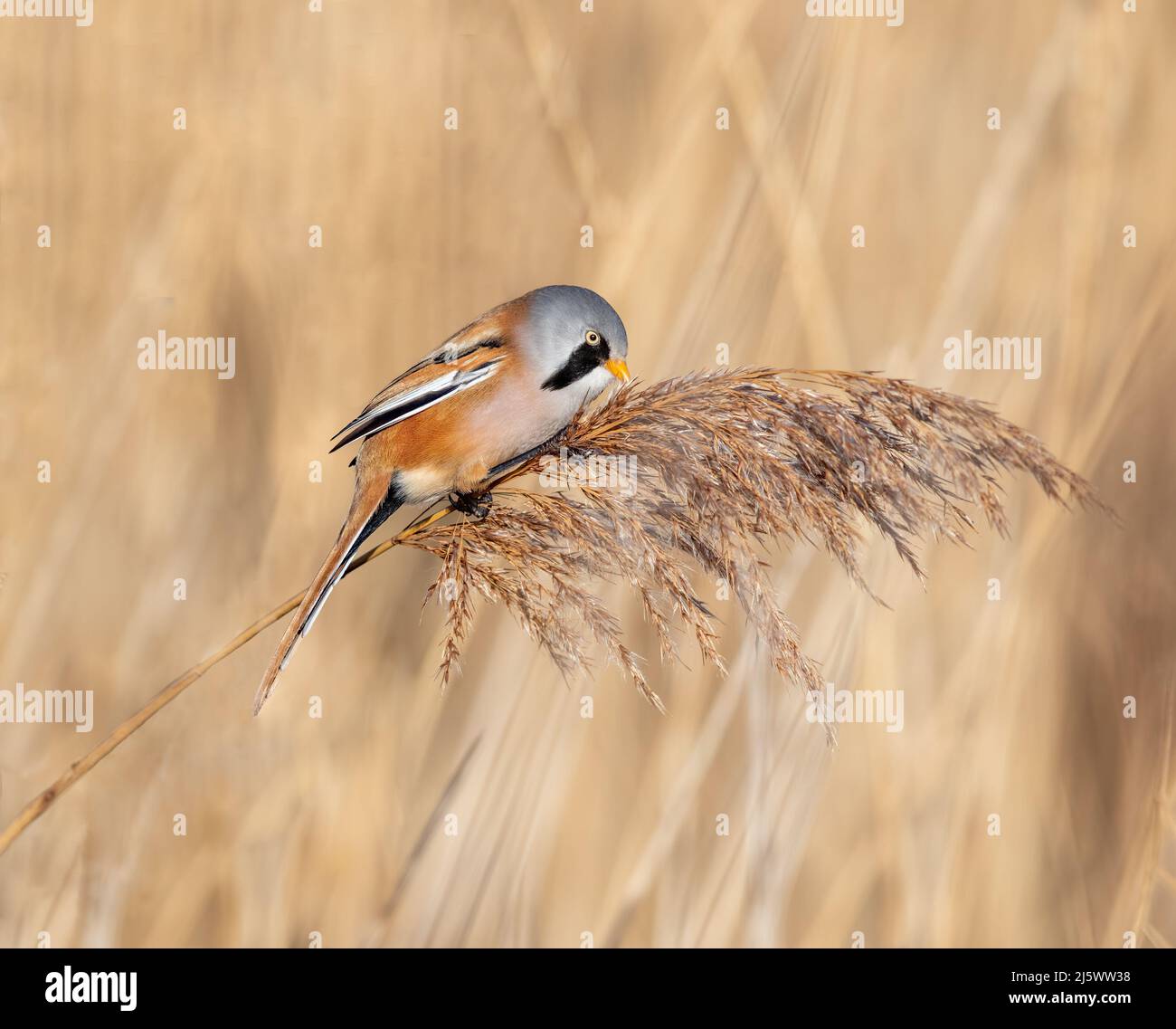 Male Bearded Tit or Reedling (Panurus biarmicus) Feeding on Seeds from ...