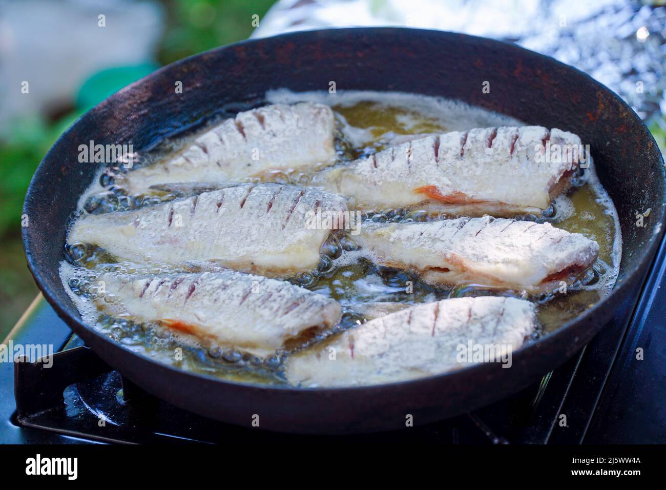 A small river fish rolled in flour is fried in oil in a frying pan ...