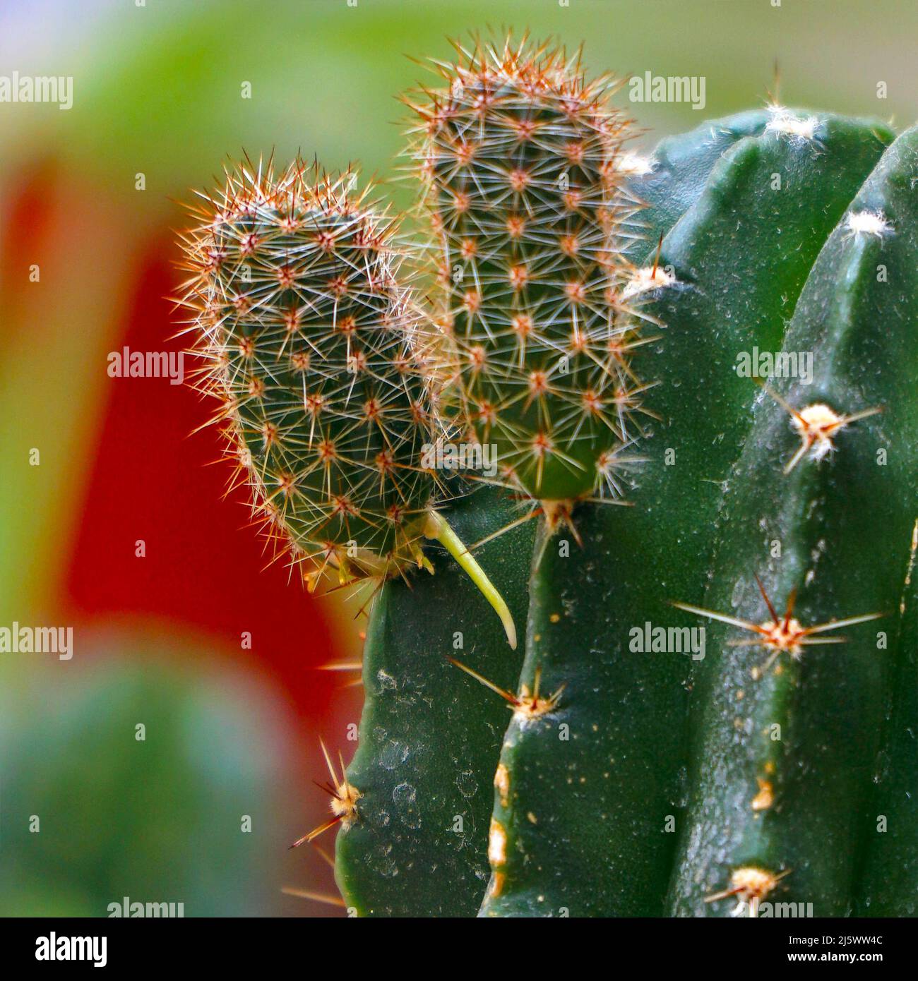 Echinopsis cactus with offshoots of babies or pups. Echinopsis ...