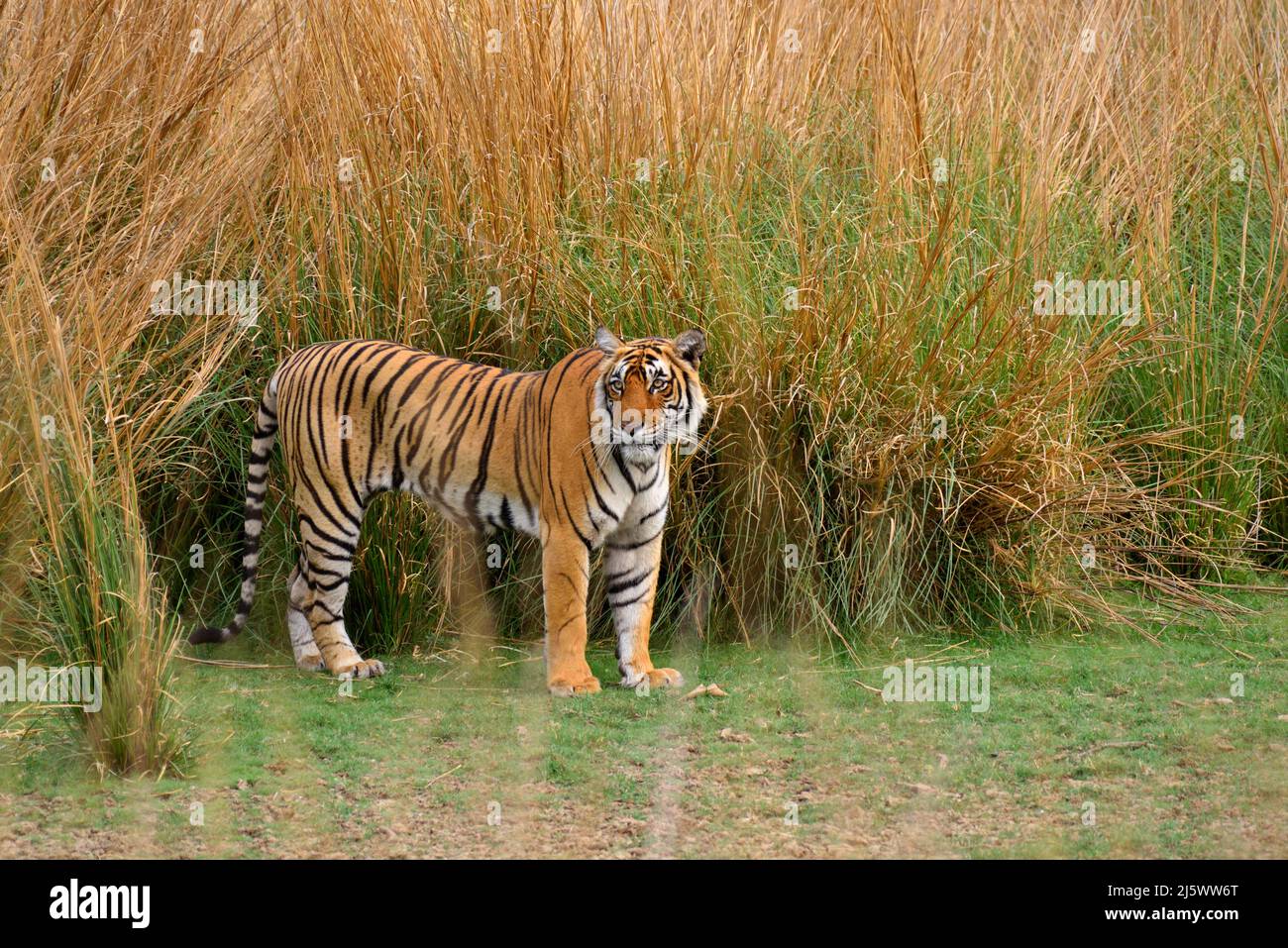 Bengal Tiger at Ranthambhore National Park in Rajasthan, India stock ...