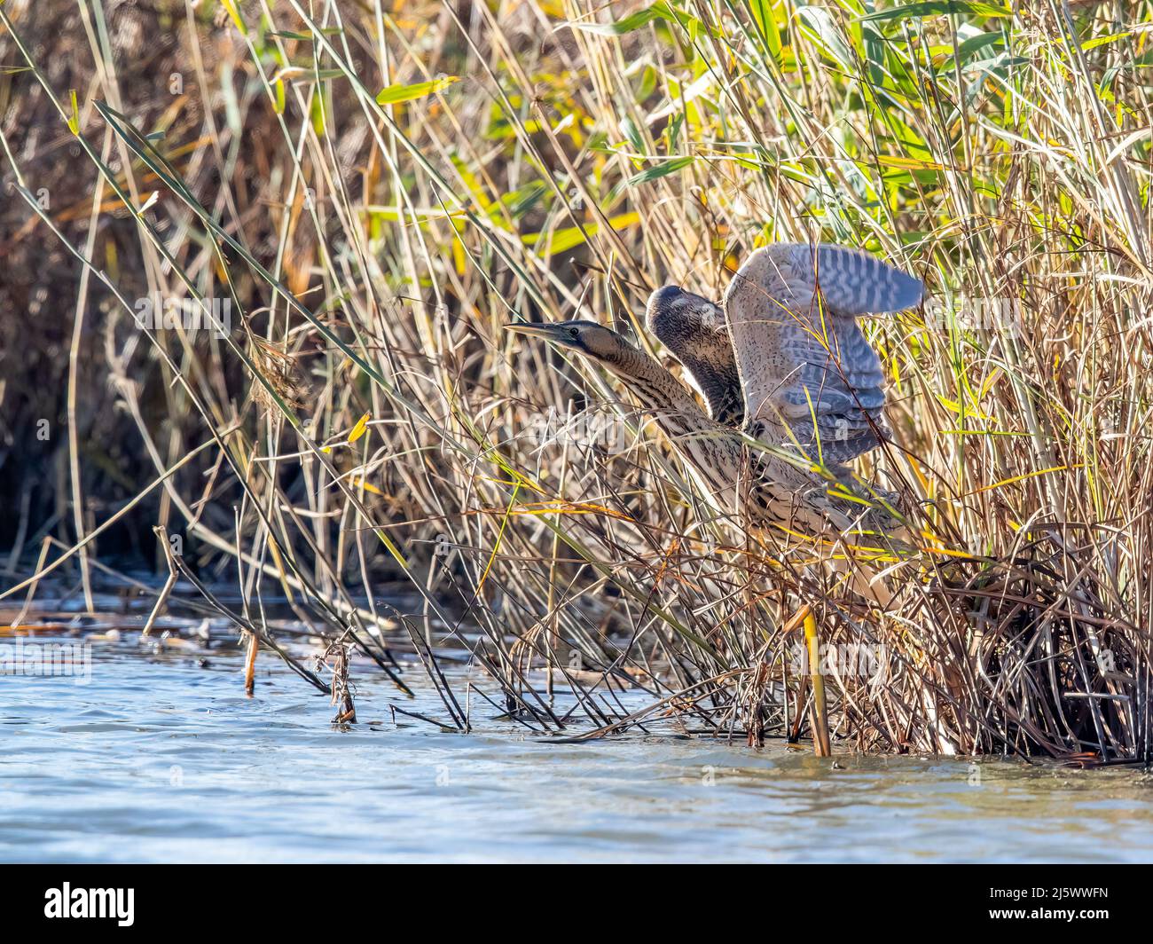 Bittern in reed bed botaurus hi-res stock photography and images - Alamy