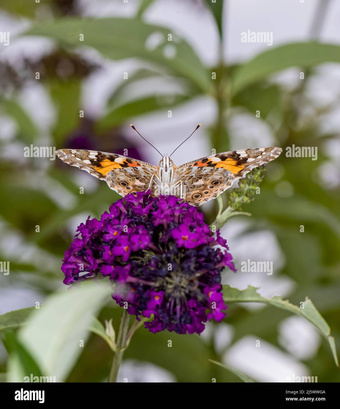 Vanessa cardui migration hi-res stock photography and images - Alamy